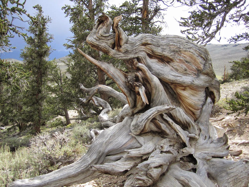 Captive Wild Woman: Mammoth Lakes - Bristlecone Pines - Yosemite Road Trip