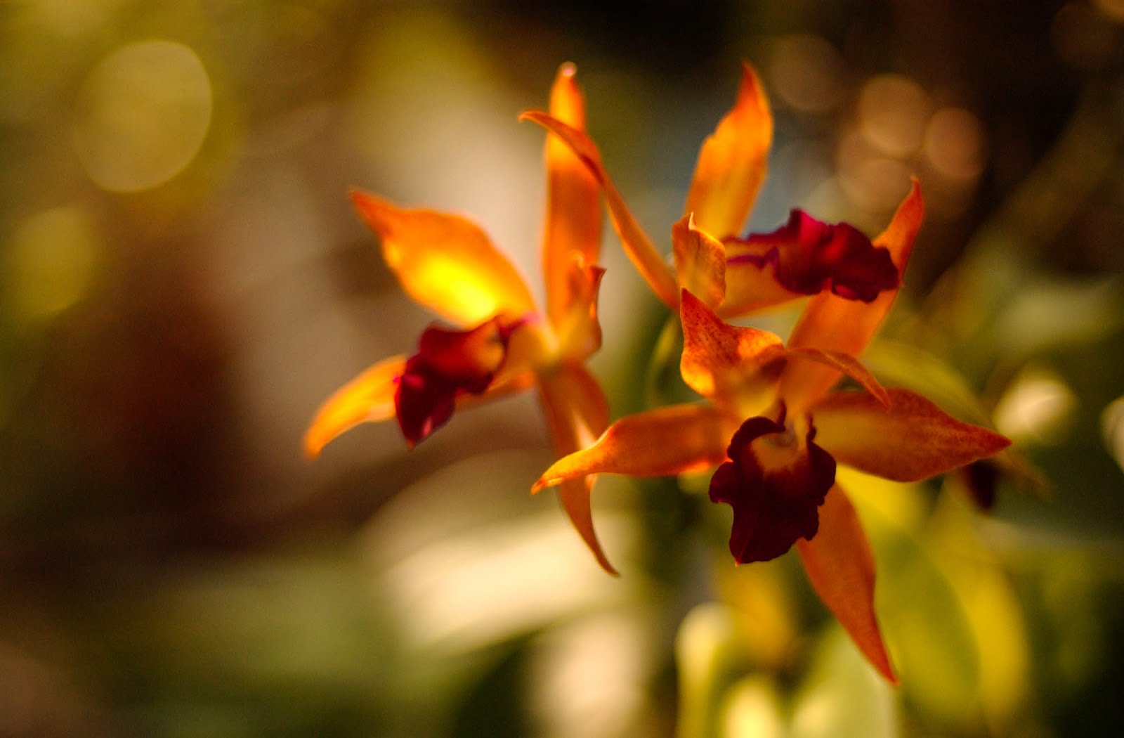 Cattleya x silvana ( A natural hybrid of Cattleya warneri x Laelia ...