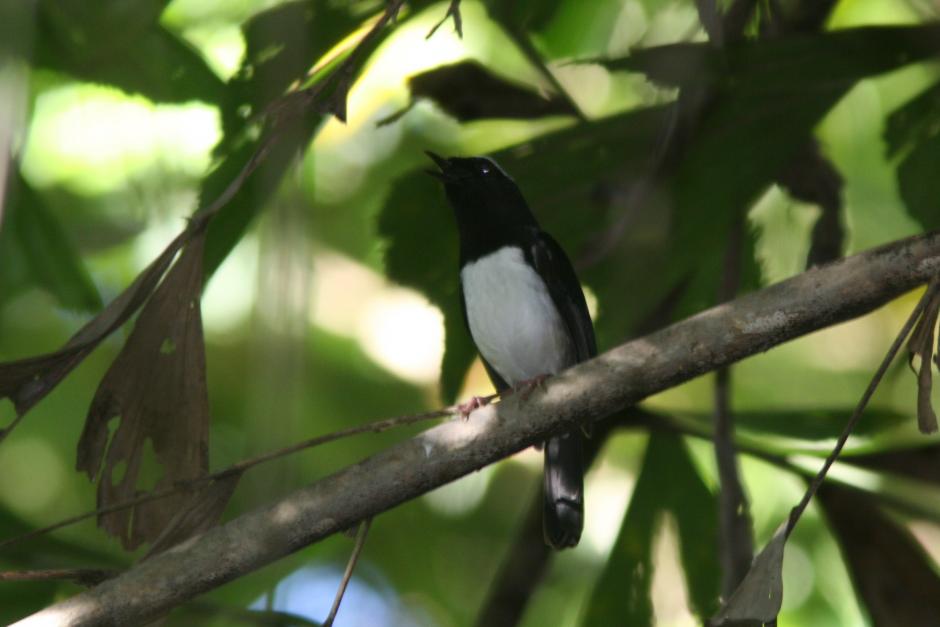 Copsychus Luzoniensis | Novita Bird Farm