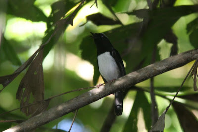 Copsychus Luzoniensis | Novita Bird Farm