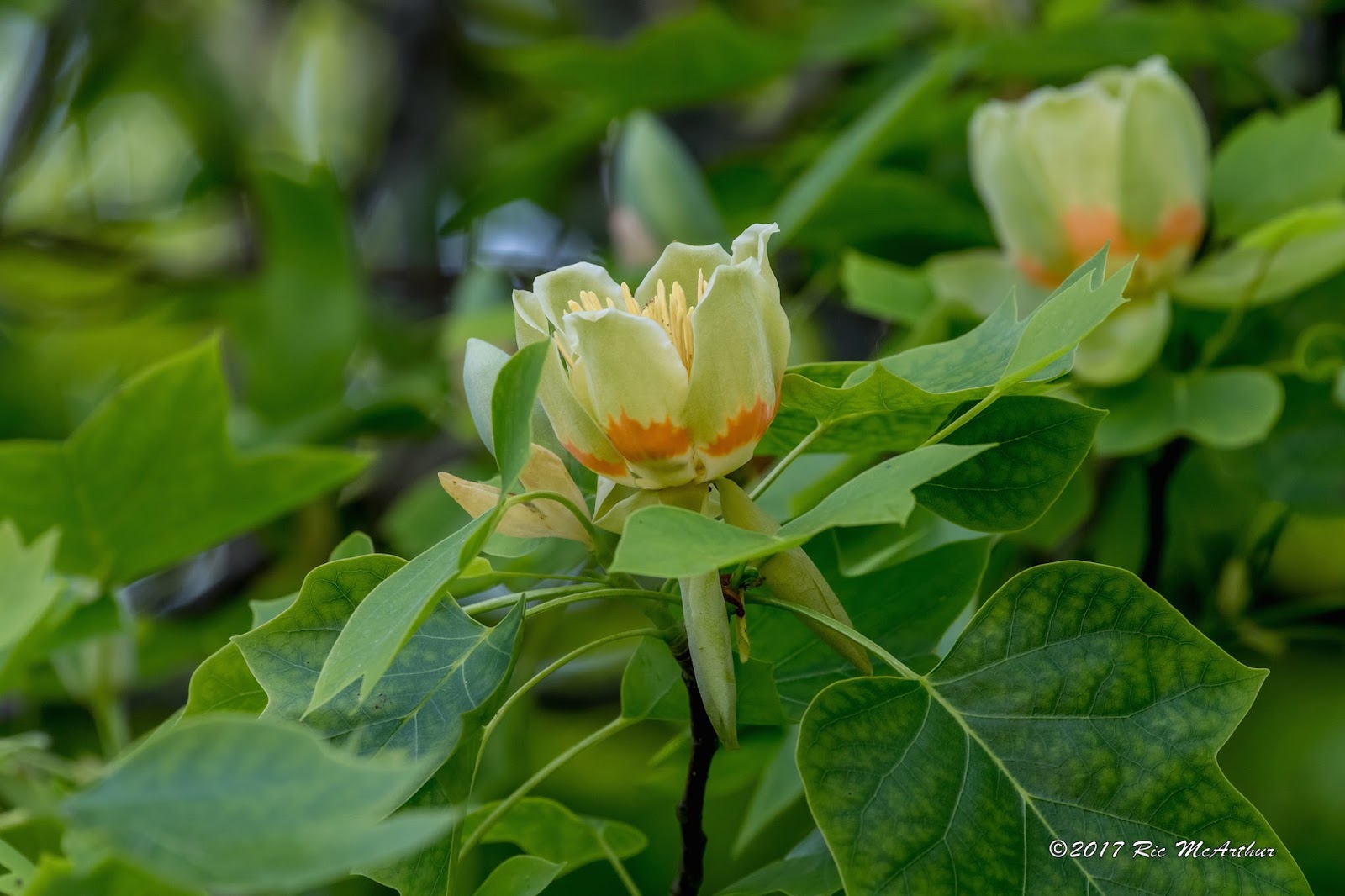 Tulip Tree.