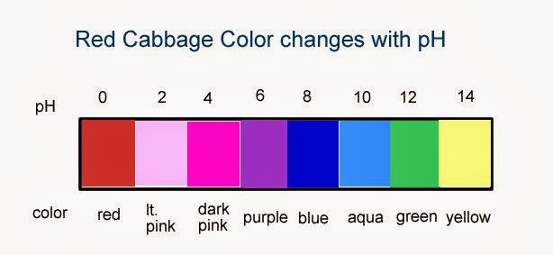 Be Our Best: Purple Cabbage pH Science Experiment
