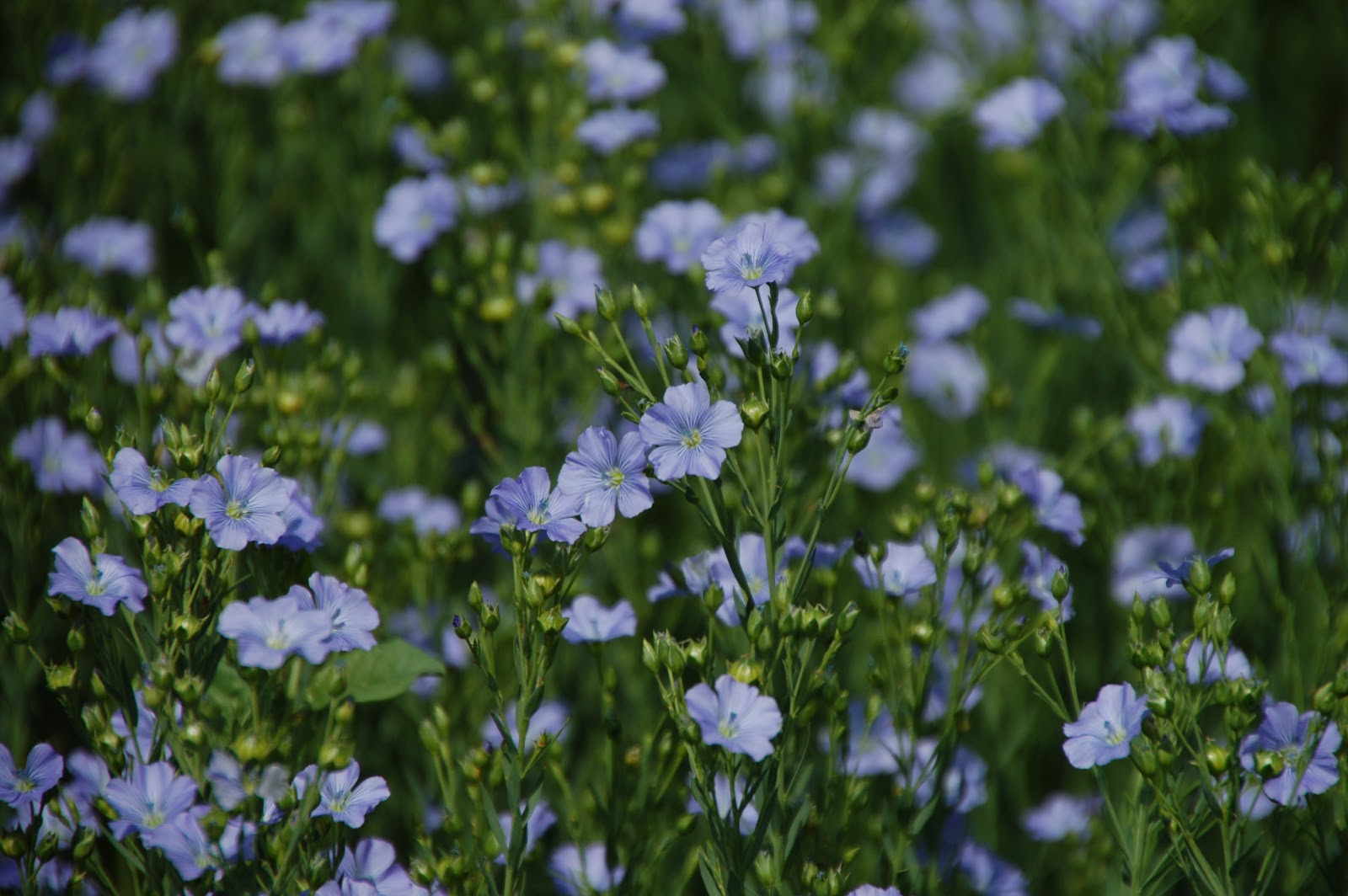 syroovka: ...modrá jako len