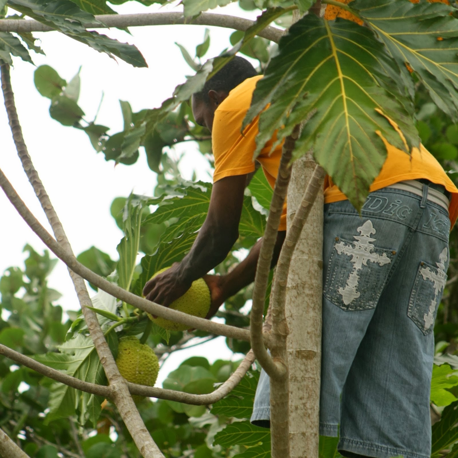 South Englishtown Gazette: The Breadfruit Tree