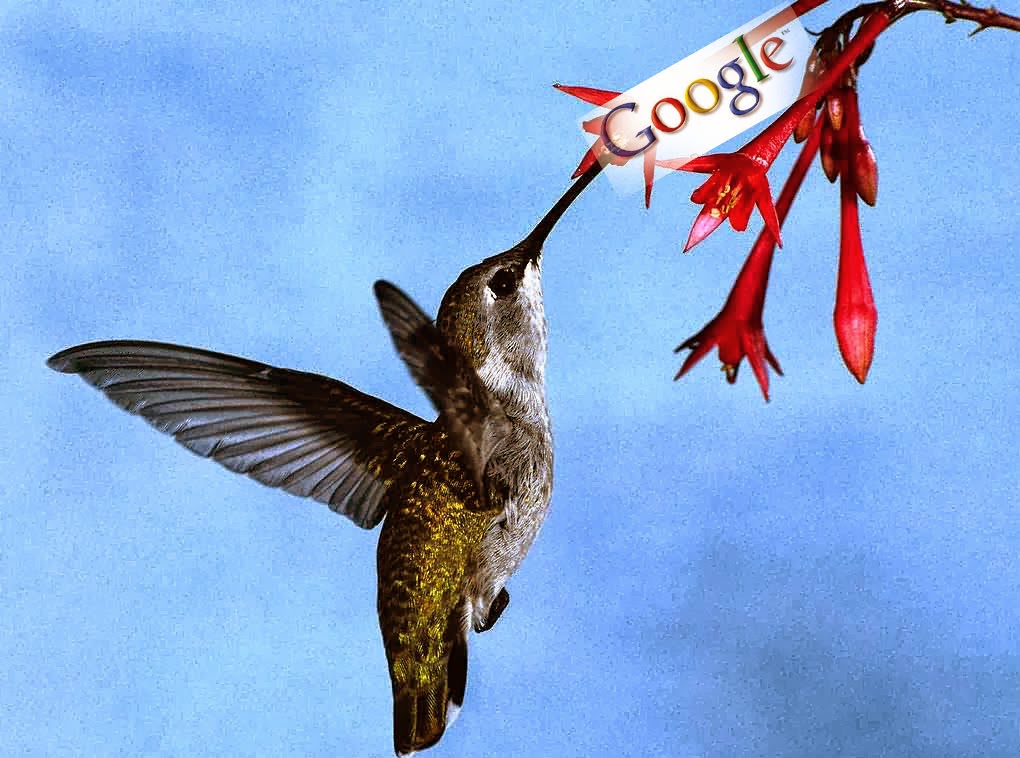 IT Training and Certification - India: How to Tame the Google Hummingbird
