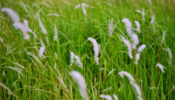 5 Khasiat Alang-Alang bagi Kesehatan - Biologizone