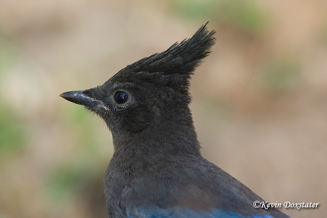 Birding Is Fun!: Birding from Home