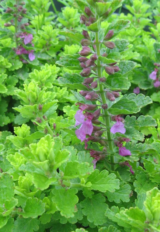 Growing Hermione's Garden: Teucrium chamaedrys and Veronica officinalis ...