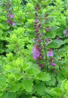 Growing Hermione's Garden: Teucrium chamaedrys and Veronica officinalis ...
