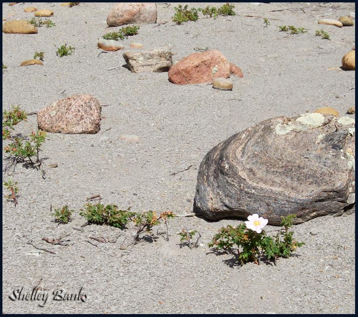 Prairie Wildflowers: Prairie Rose: Rosa Arkansana
