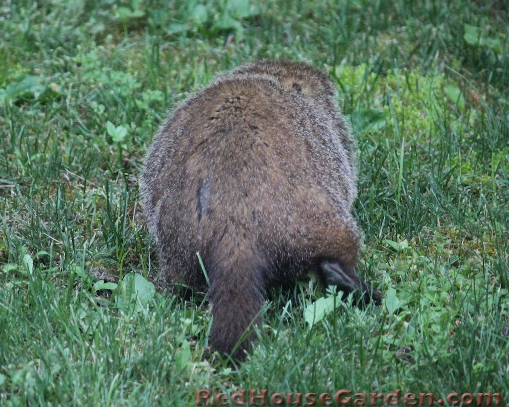 Red House Garden: The R.O.U.S.