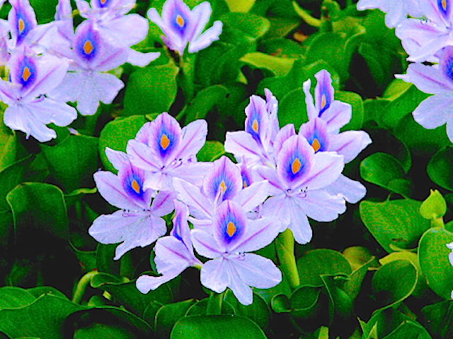 Bicolano Myths : January 2017