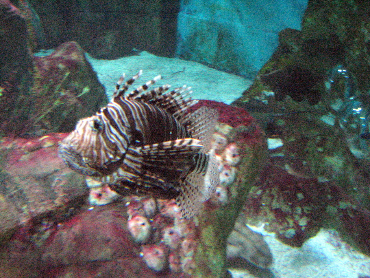 Cool Pictures: Top HD strange fish pictures wllpaper gallery