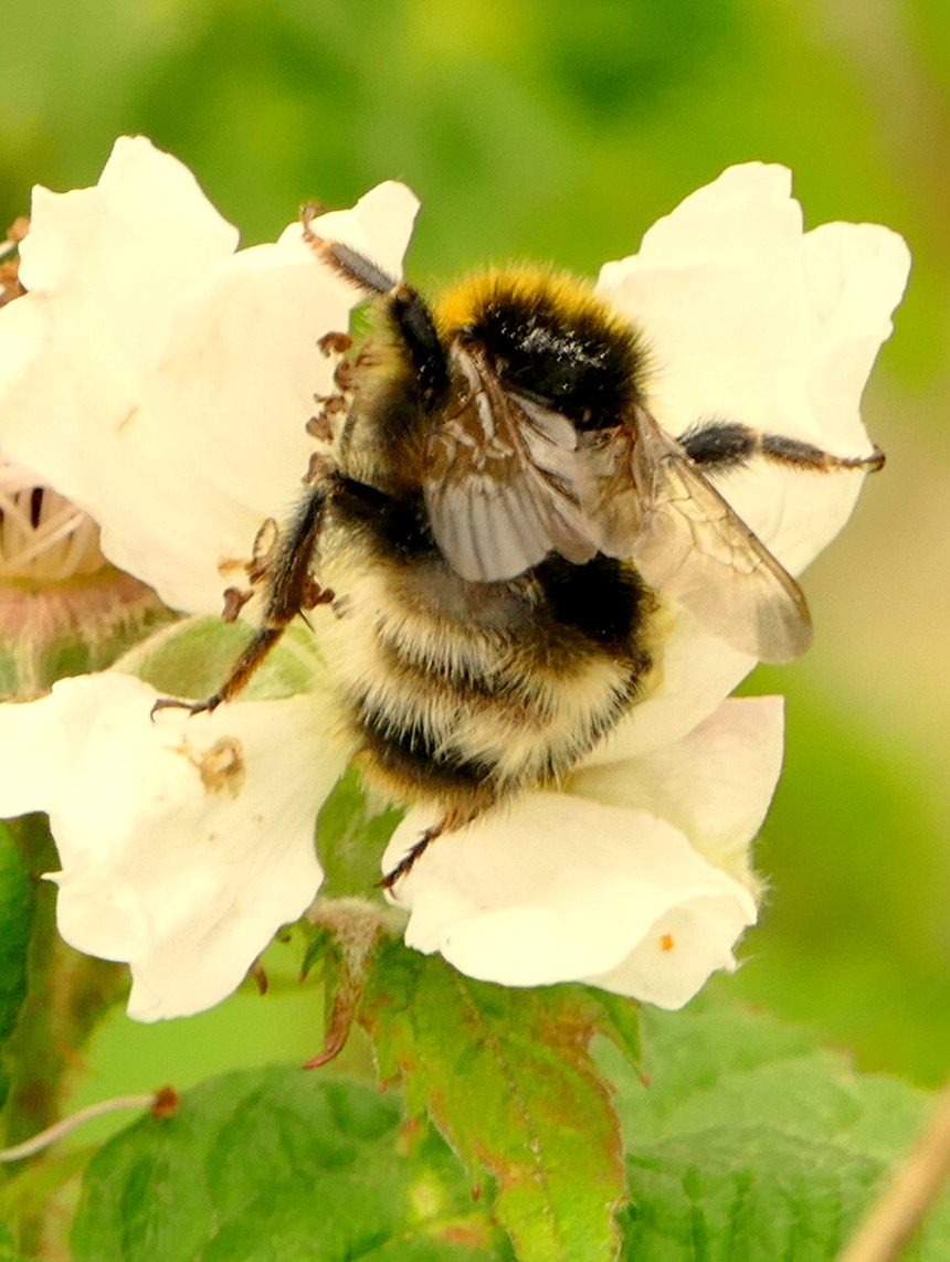 Peter Lovett's ramblings : The rich insect life of a wildlife garden ...