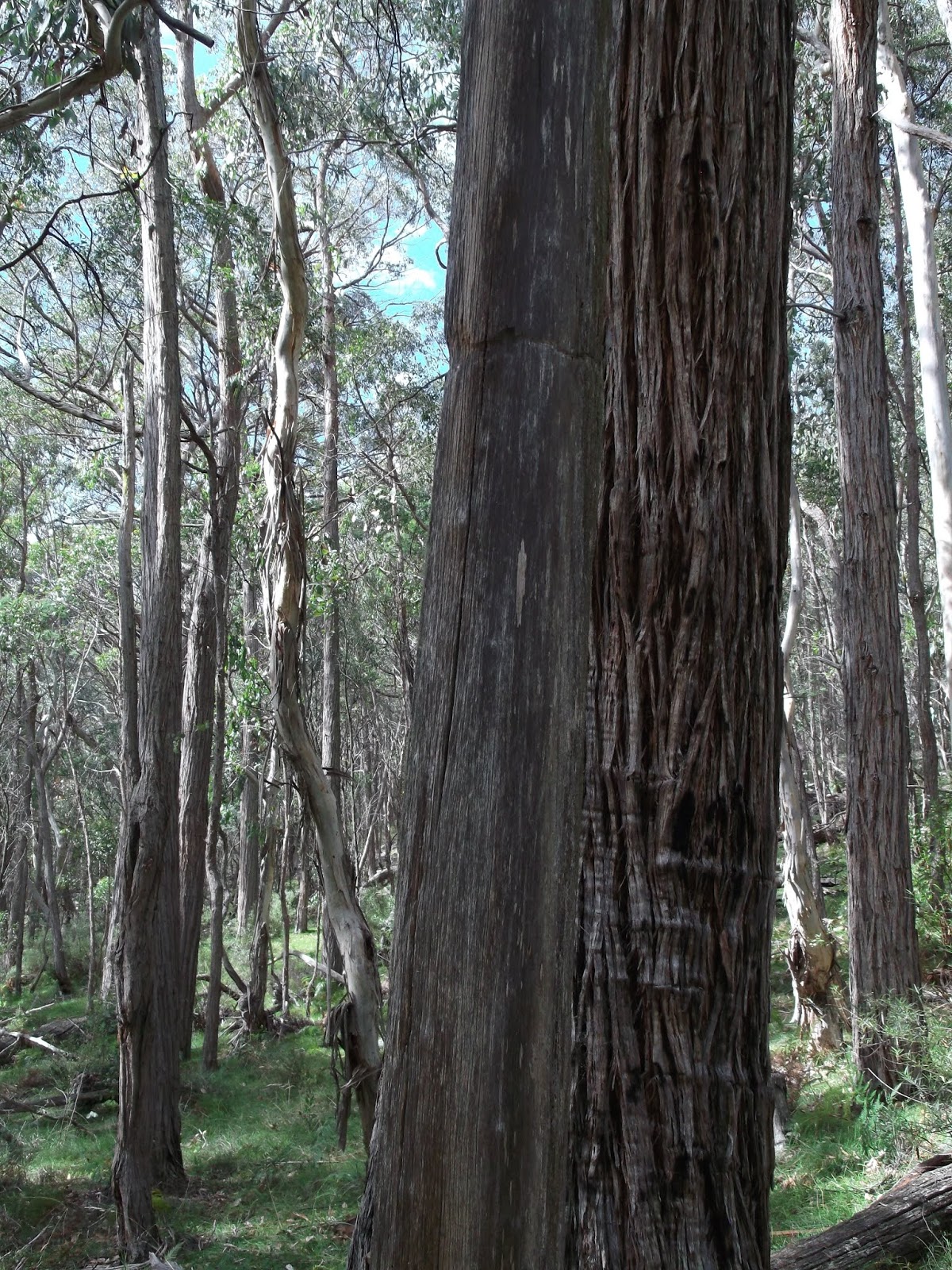 A Woodsrunner's Diary: Debarking Dead Trees, Shelter Roofing, Cordage ...