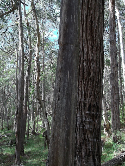 A Woodsrunner's Diary: Debarking Dead Trees, Shelter Roofing, Cordage ...