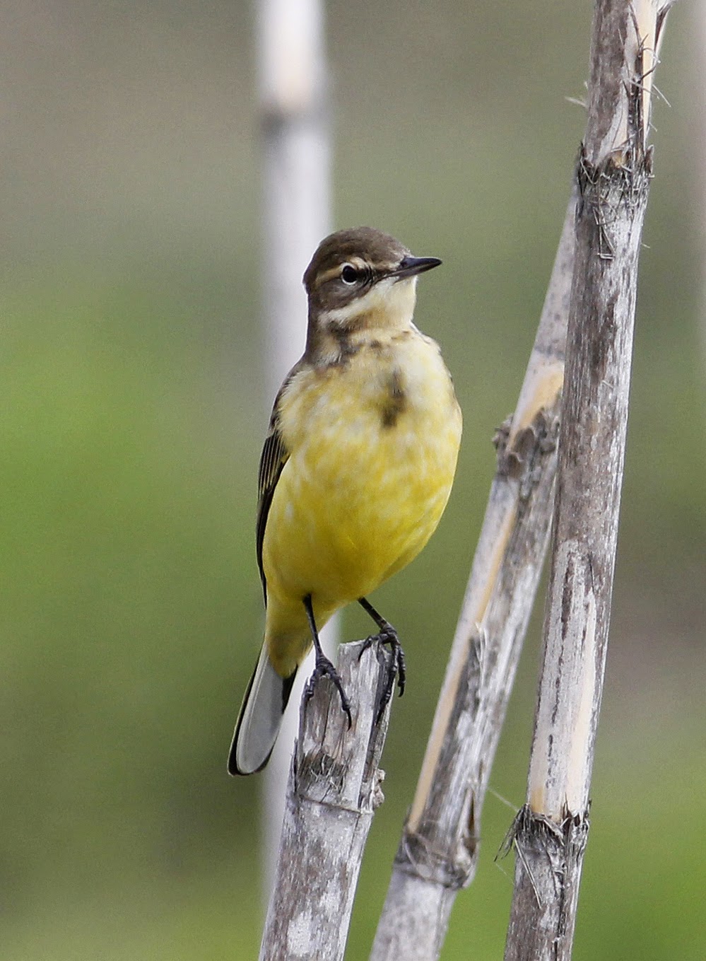 Another Bird Blog: Birding Greek Style