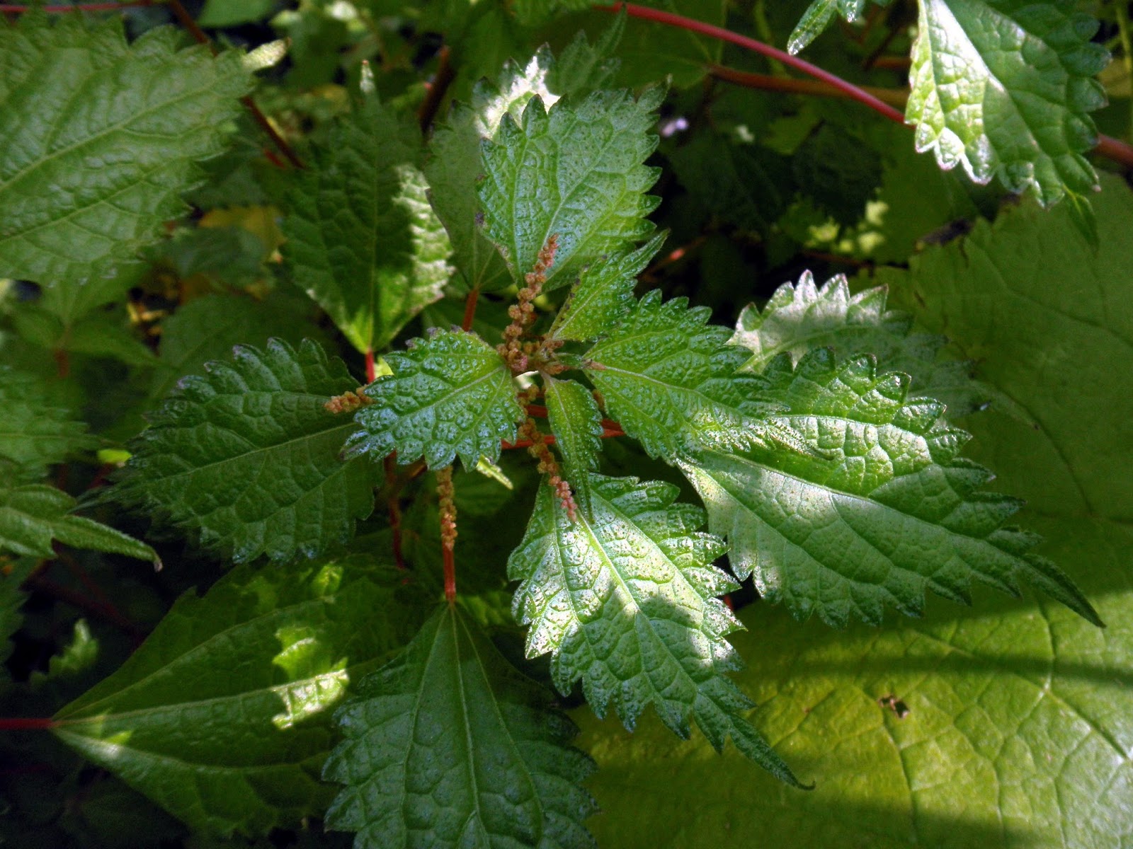 Scirpidiella's Plants: False Nettles - Ramie cousins (Boehmeria sp. div.)