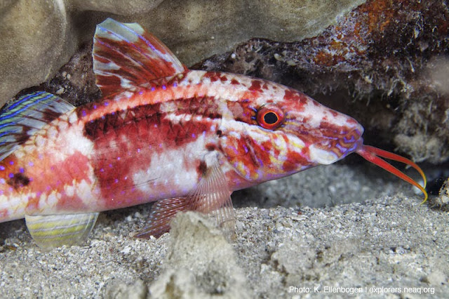 Global Explorers Blog