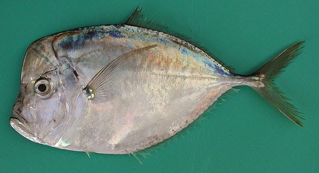 Fichas de Peces: Selene dorsalis
