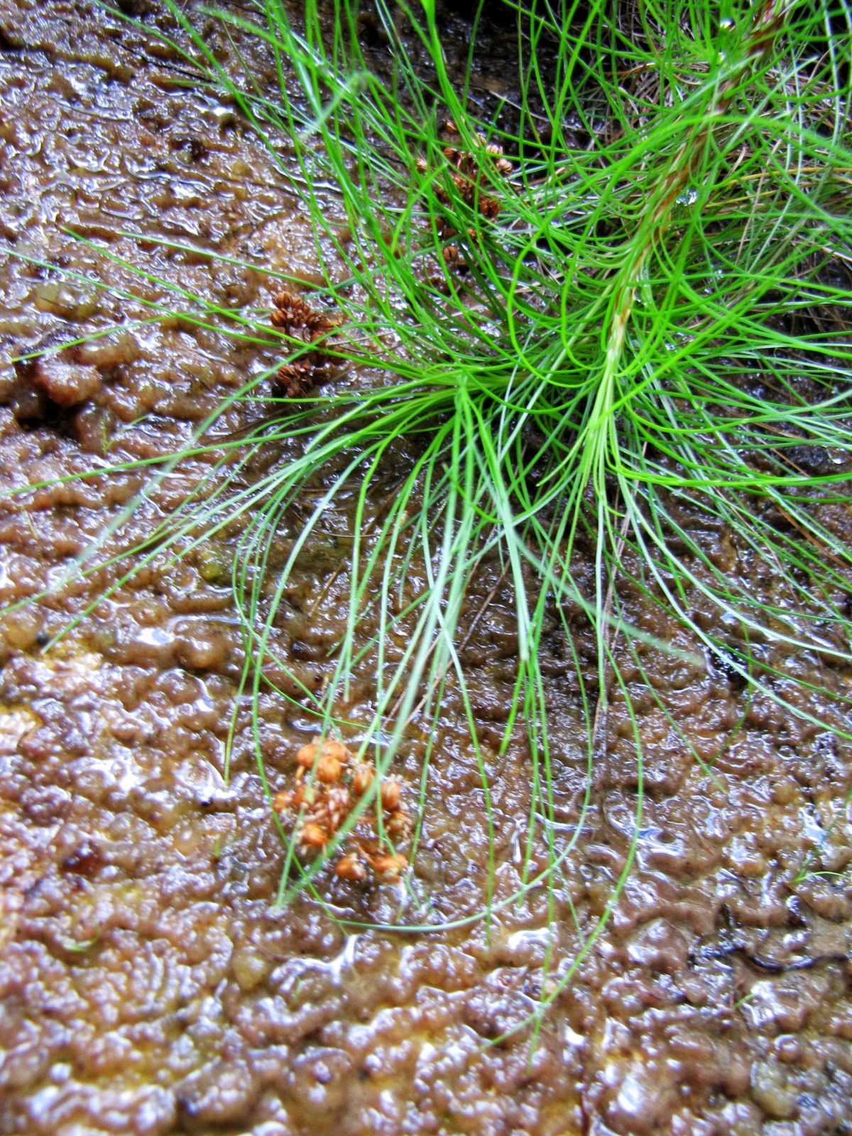 Sydney's Wildflowers and Native Plants: Alania endlicheri - Alania.