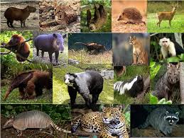 FLORA Y FAUNA EN LA REGION DE SINALOA