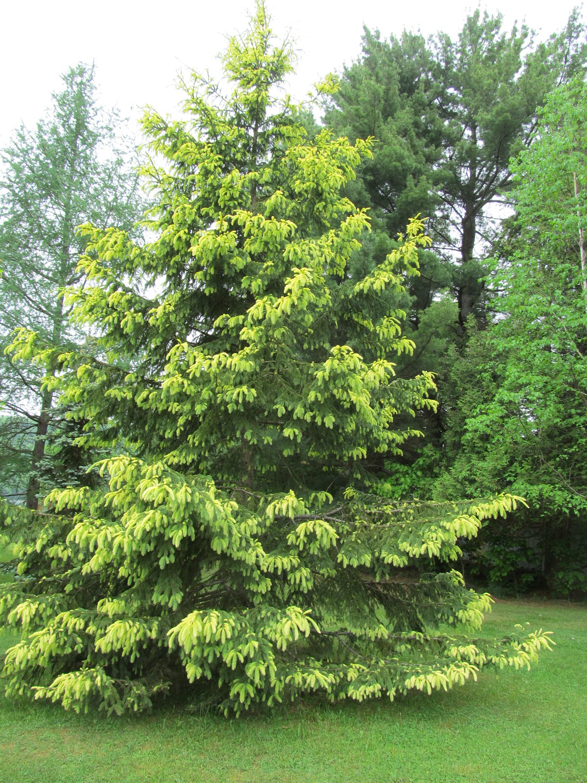 Bondi Resort BLOG: Degrees of Separation and a Golden Spruce