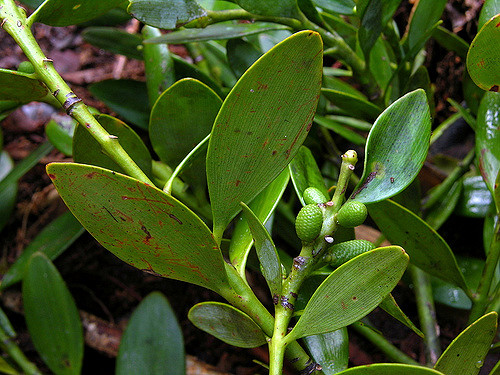 ALAM TUMBUHAN: KELUARGA DAMAR / DAMARIA (Araucariaceae family)