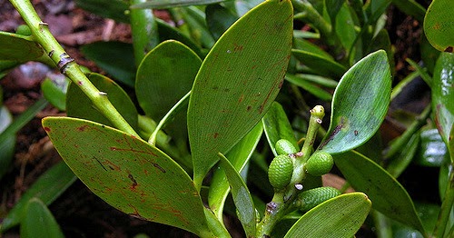 ALAM TUMBUHAN: KELUARGA DAMAR / DAMARIA (Araucariaceae family)