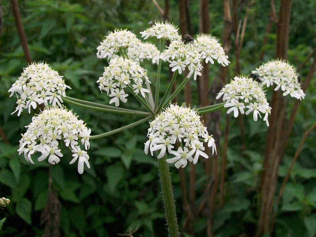 Species of UK: Week 22: Hogweed (‘Heracleum Sphondylium’)