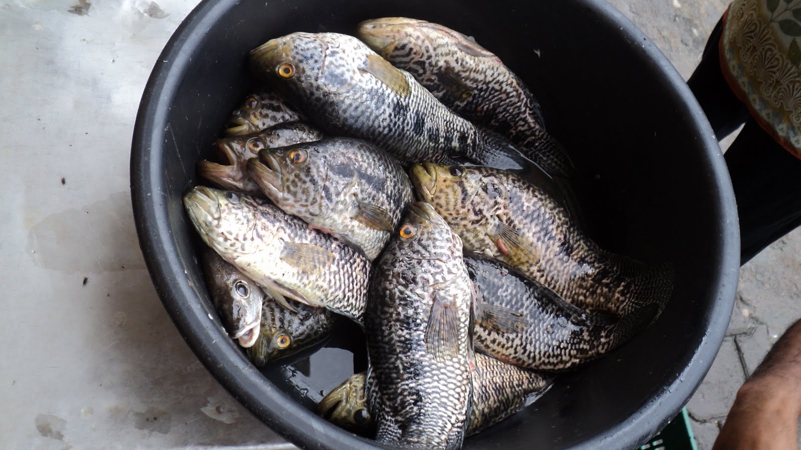 Antropología Nicaragüense