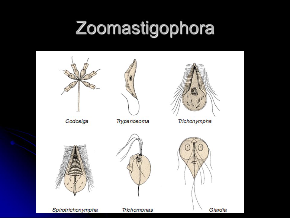 Blog Seputar Protista
