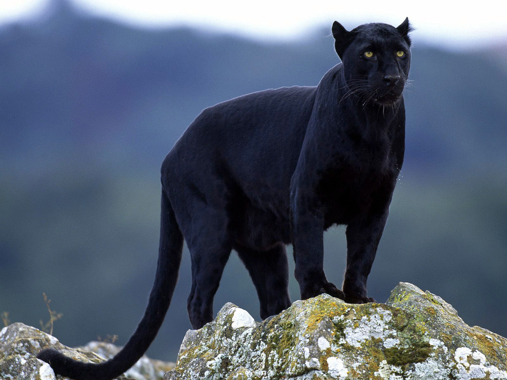 Grupo 47 - 255 Damaia: MEGA CONSTRUÇÕES - AVALIAÇÃO P. PANTERA