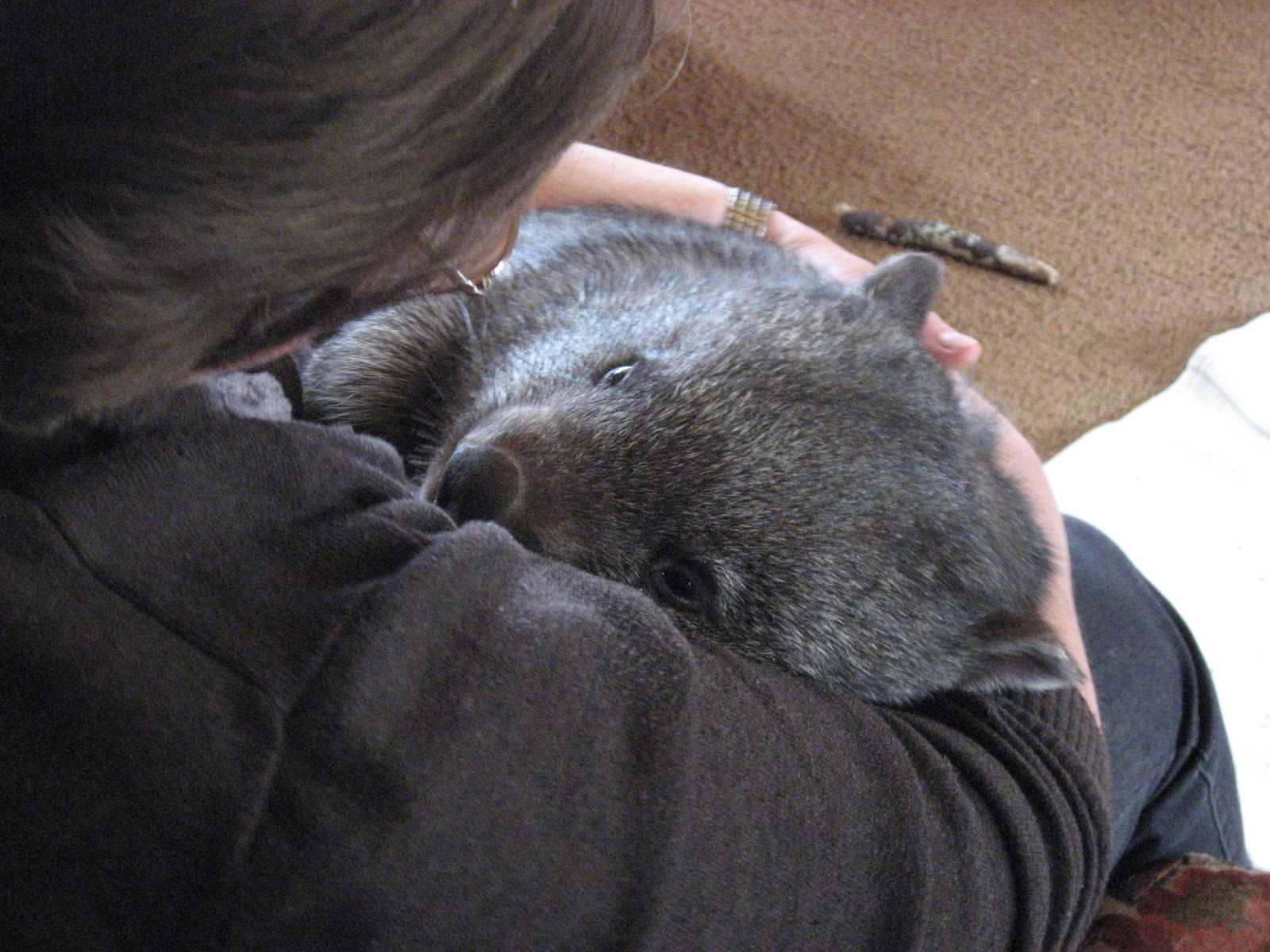 the writing hive: The Sad Tale of Wombat Bindi (with Happy Ending)