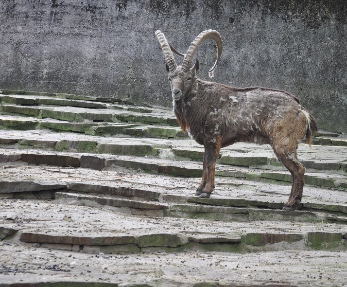ZOOTOGRAFIANDO (6.100 ANIMALS): ÍBICE SIBERIANO / SIBERIAN IBEX (Capra ...