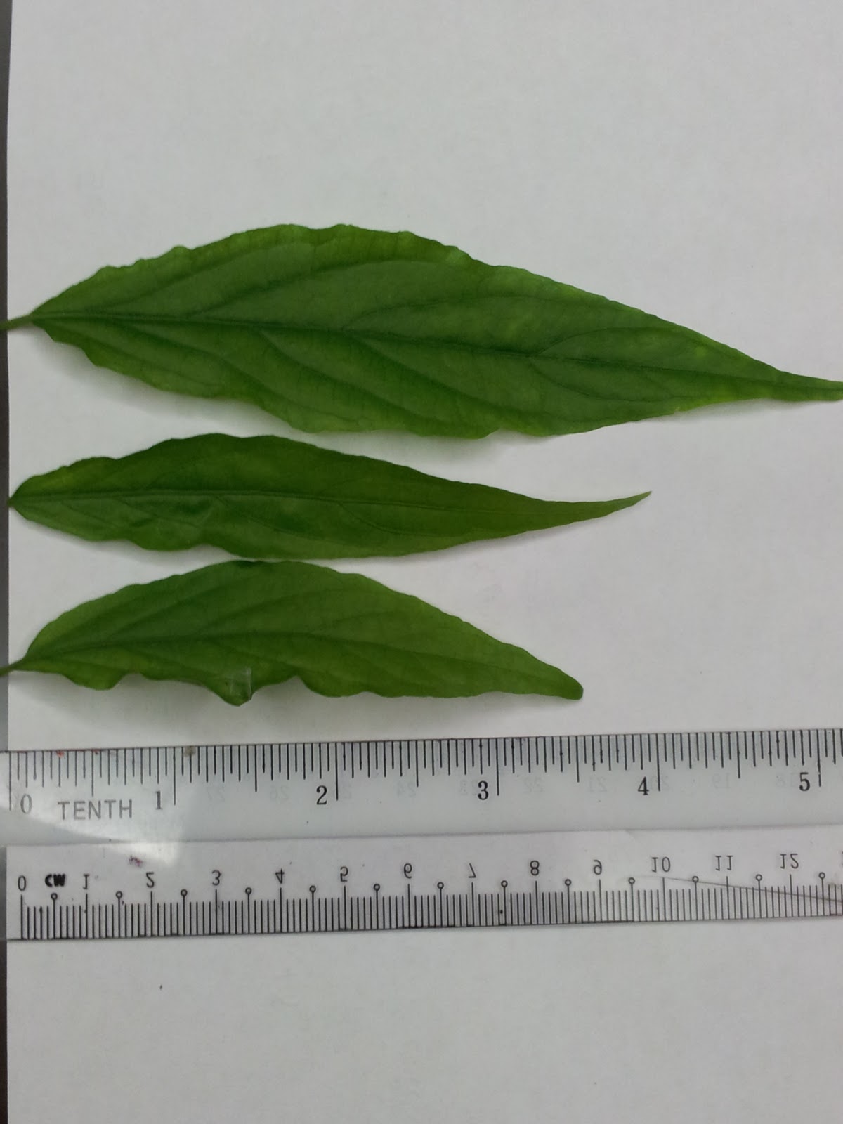 Sabah Snake Grass SSG: Photo Gallery - SSG