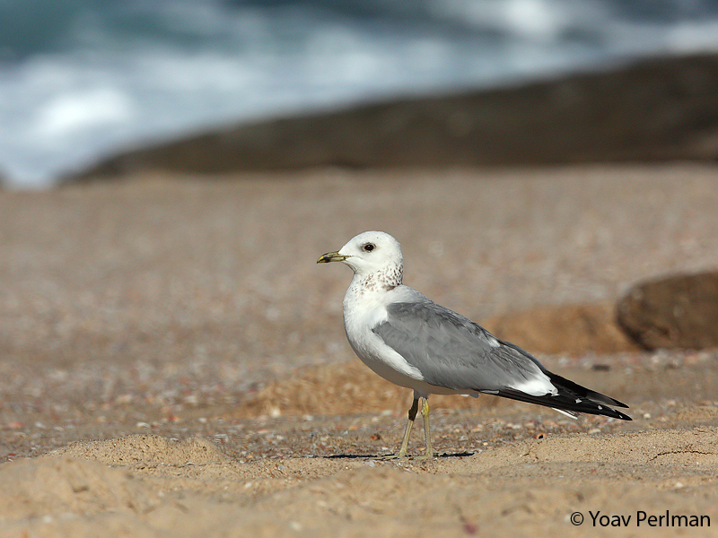 Yoav Perlman - birding, science, conservation, photography: Russian ...