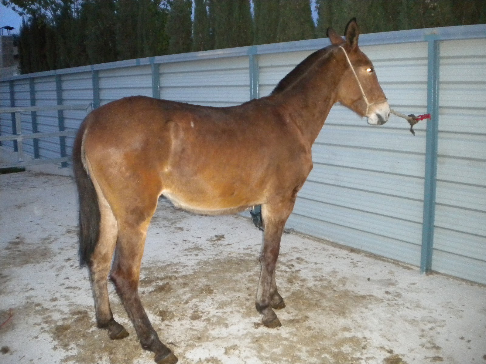 MULAS EN MURCIA: MULA SUPER MANSA