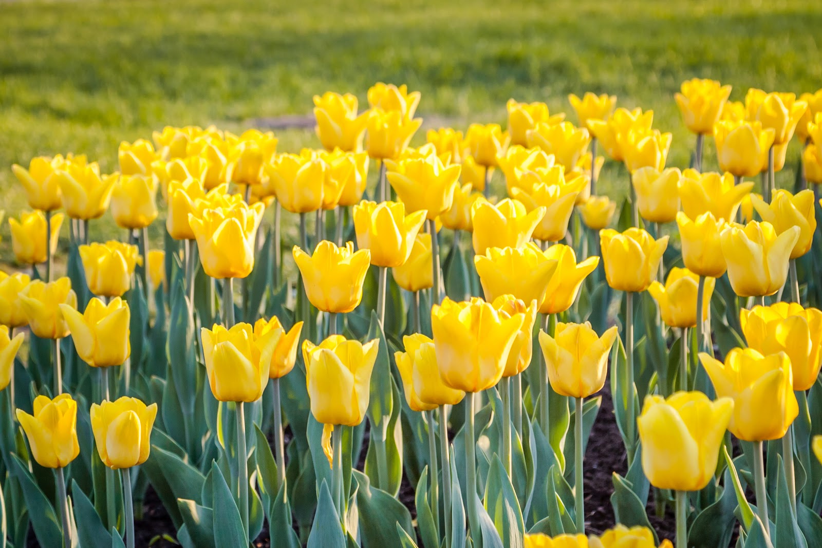 Canadian Tulip Festival, The Largest in the World - Why in Ottawa ...