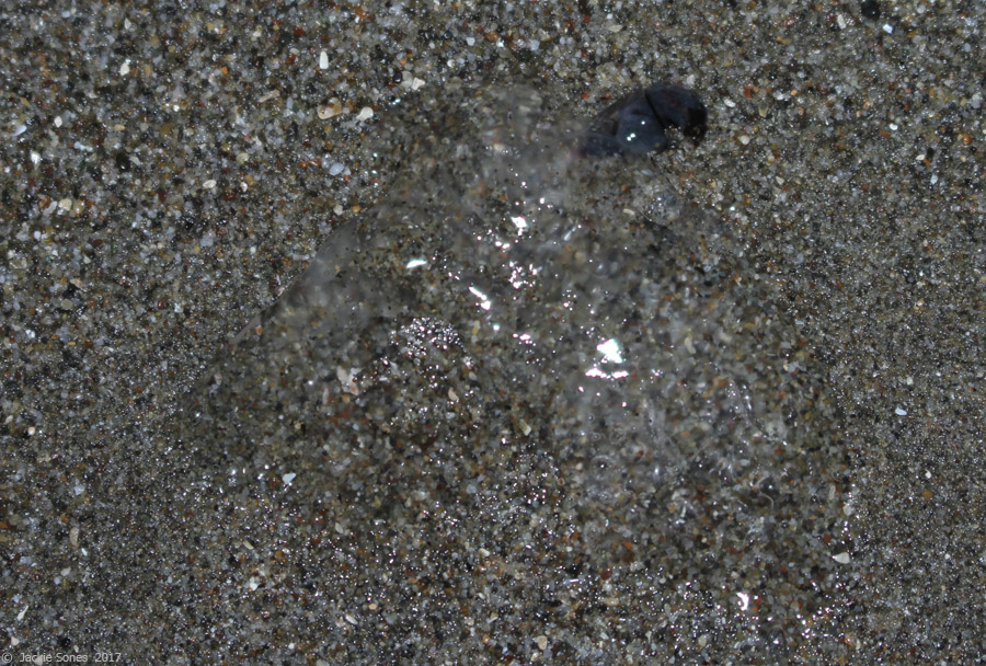 The Natural History of Bodega Head: Latticework -- Part 2