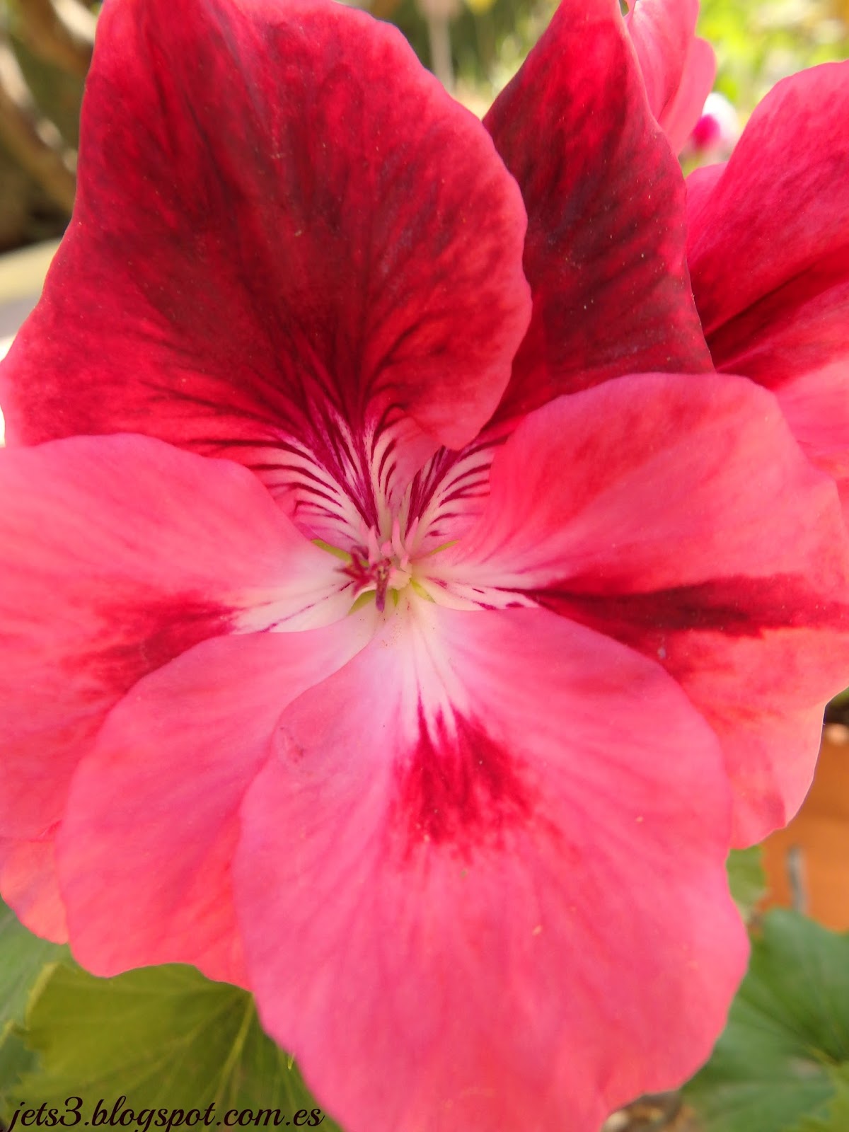Pelargonium (Geranio, Gitanillas)