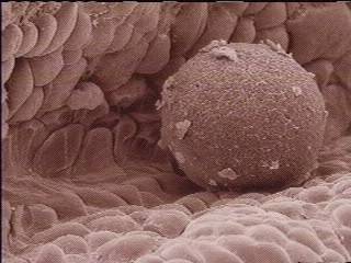 Beta Blog: Genetics reveal females do produce eggs during life