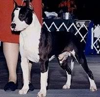 Hard nut to crack: Colores AMSTAFF