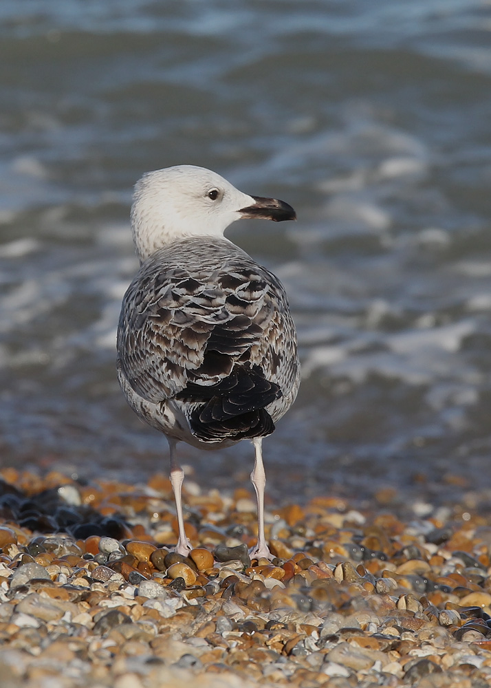 Richard Smith - Birdwatching Days Out: CASPIAN GULL, 1st & 2nd winter ...