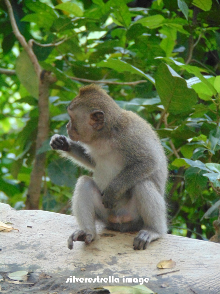 Melewati Pusuk Pass, Lombok