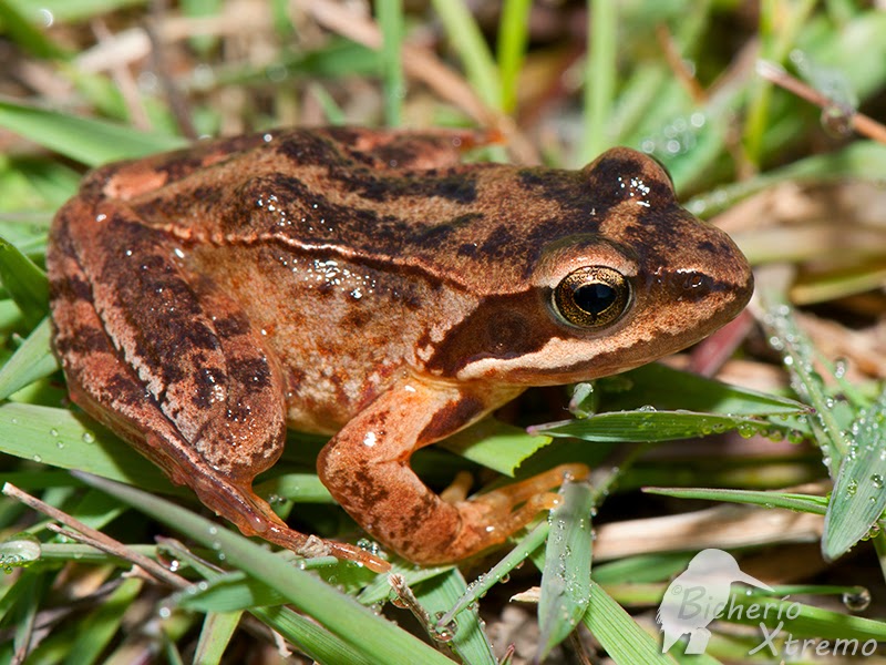 Bicherío Xtremo: Ranas bermejas...