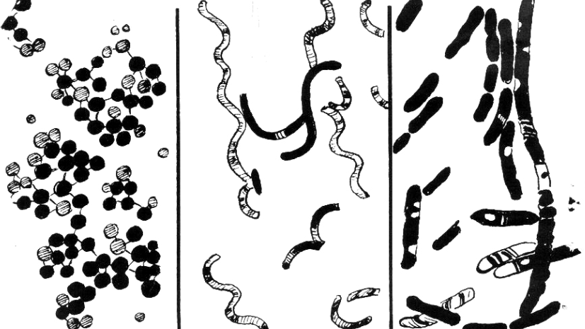 Julias blogg: Celler, Bakterier och Virus