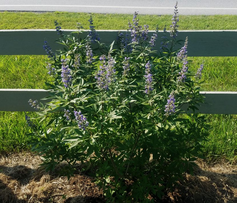 Future Plants by Randy Stewart: Vitex - the Chaste Tree family