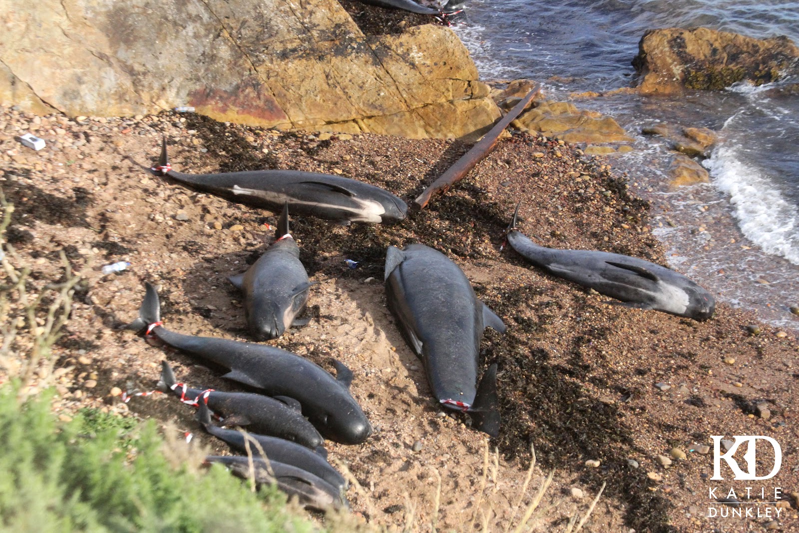 Katie Dunkley Marine Photography: Long-finned pilot whale mass stranding