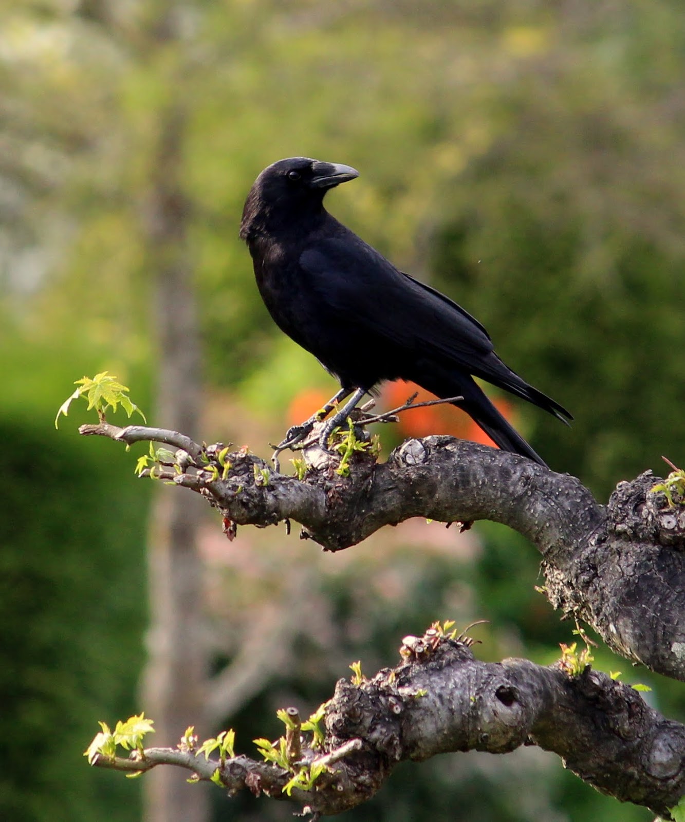 The Murray Chronicles : Crows ~ in our tree